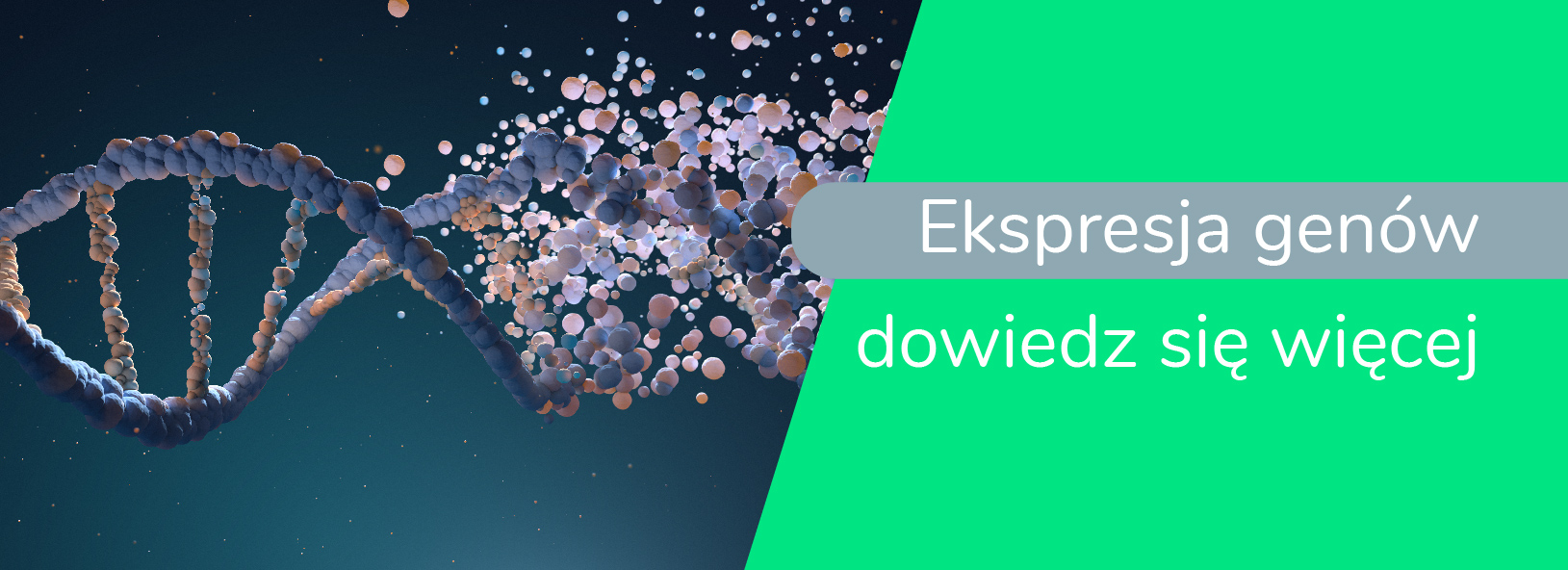 Geny i ich ekspresja– dowiedz się więcej. - Ogen.pl